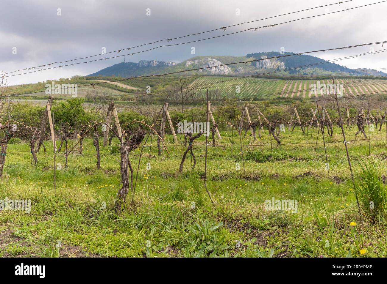 Rows of vineyards on a spring evening. Spring scenic landscape of South ...
