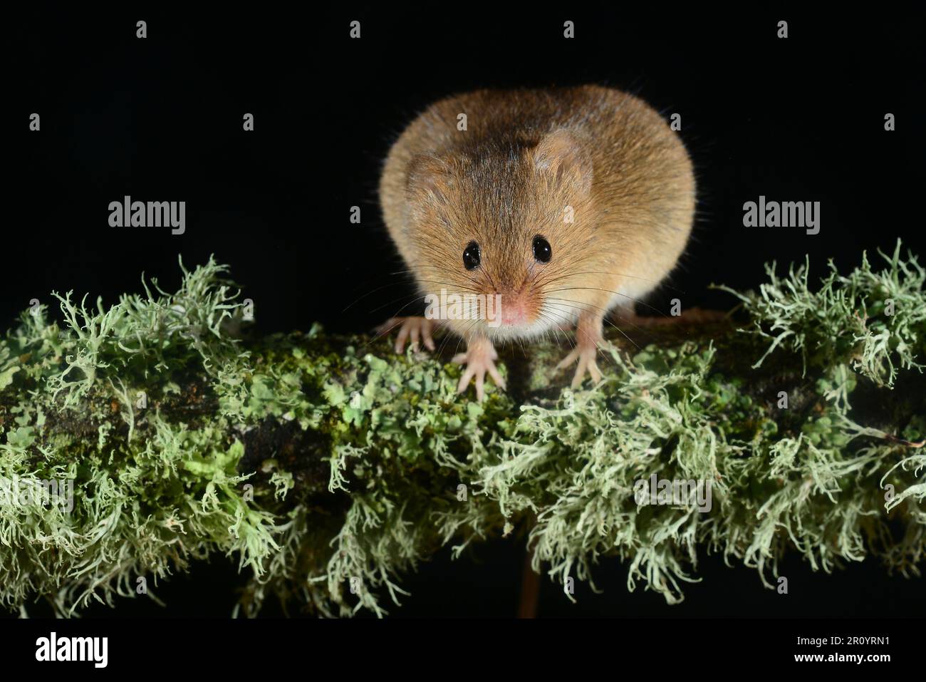Pregnant mouse hi-res stock photography and images - Alamy