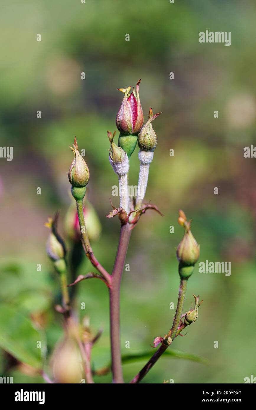 Macro photography of a rose Stock Photo - Alamy