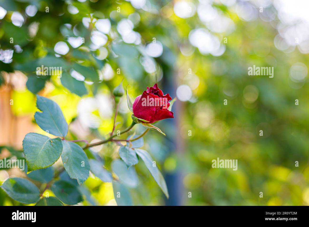 Macro photography of a rose Stock Photo - Alamy
