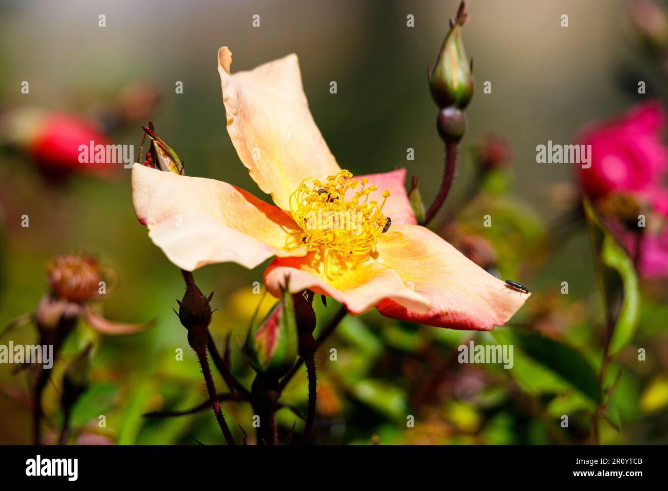 Macro photography of a rose Stock Photo - Alamy