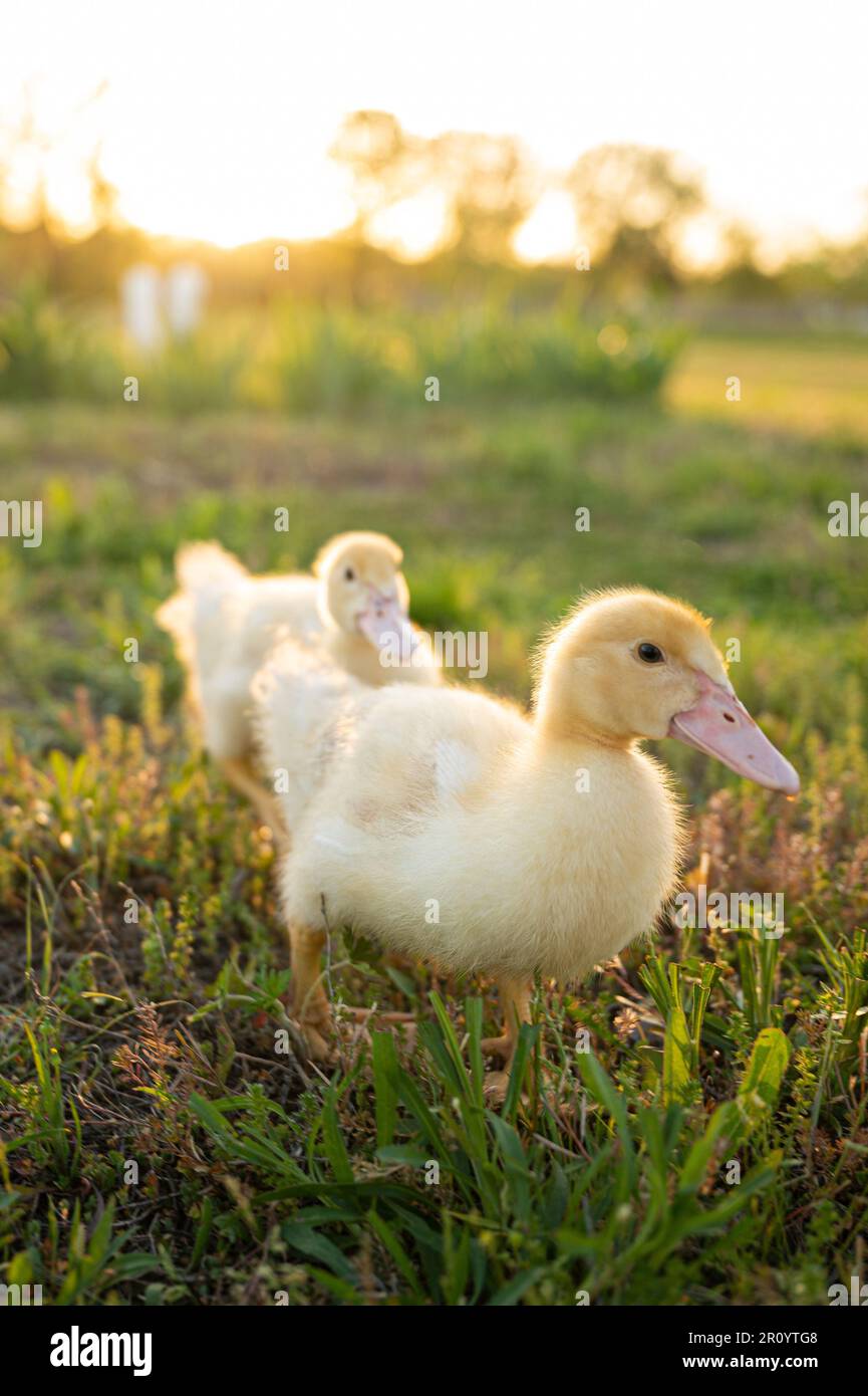 A flock of cute yellow ducklings walking on the lush green grass in a ...