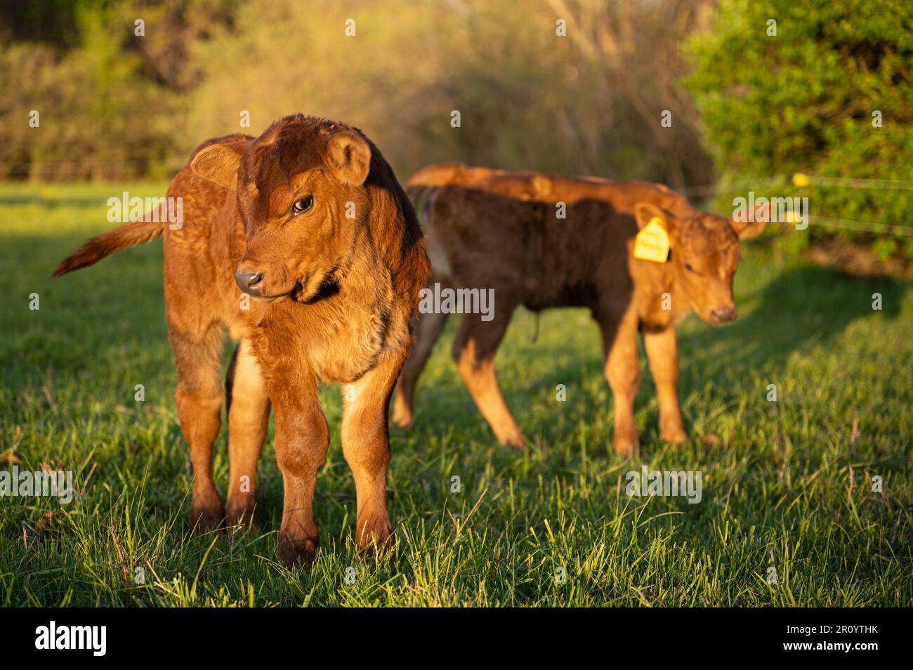 Two young calves are standing in a lush grassy field, both with ear ...