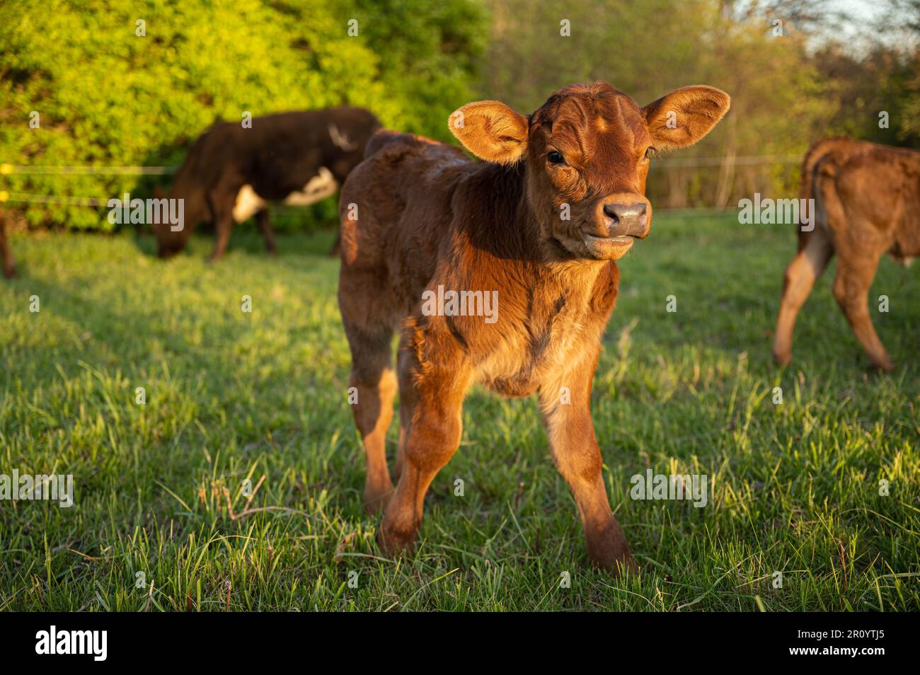 A cute baby calf stands in a field of lush grass, alongside two adult ...