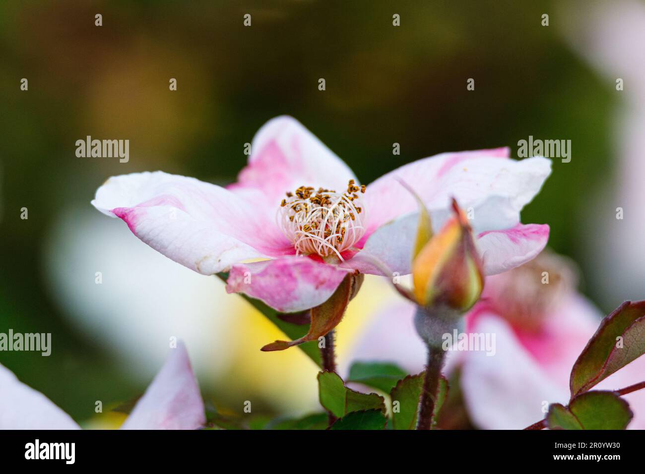 Macro photography of a rose Stock Photo - Alamy
