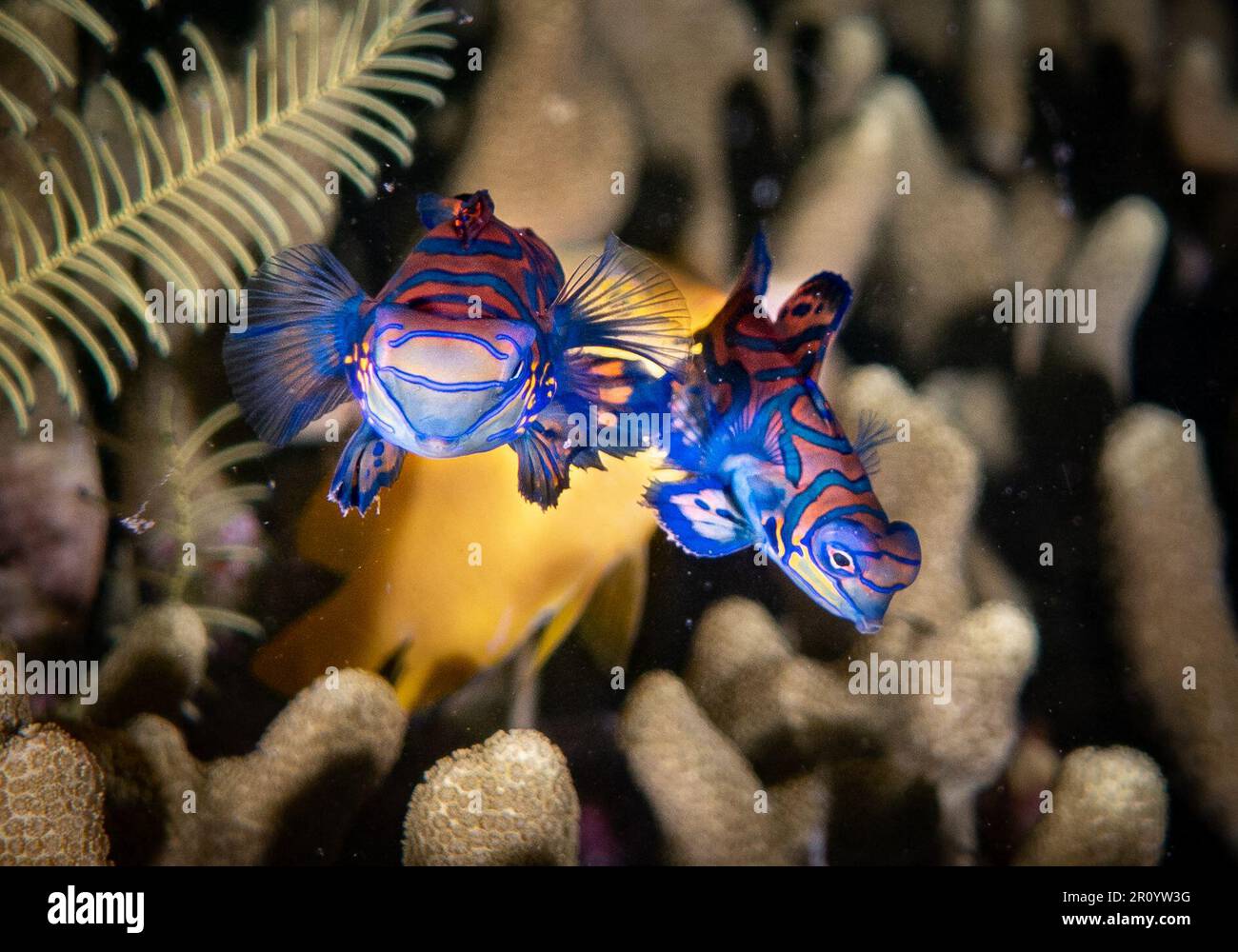 A couple of mandarin fishes ( Synchiropus splendidus ) mating in ...