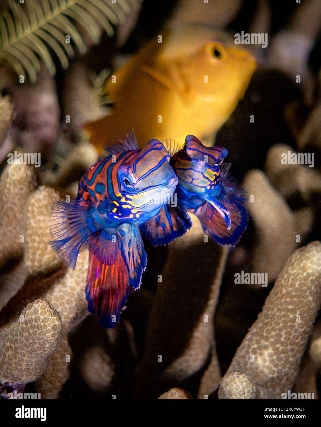 A couple of mandarin fishes ( Synchiropus splendidus ) mating in ...
