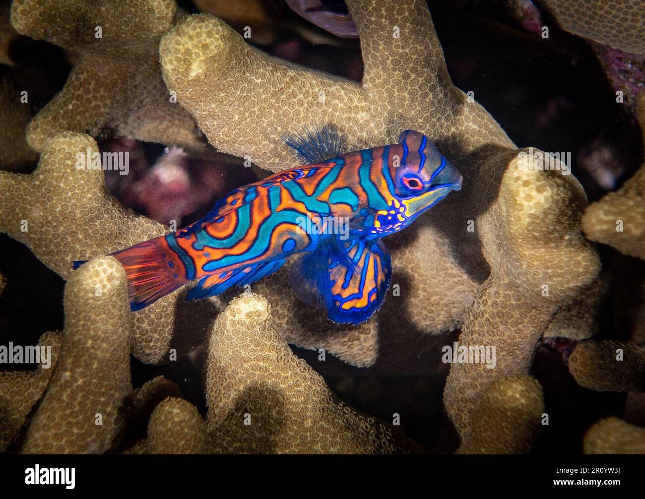 A couple of mandarin fishes ( Synchiropus splendidus ) mating in ...