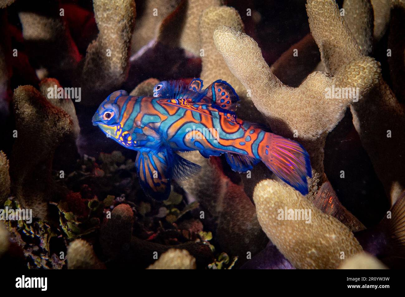 Mandarin Goby Tattoo
