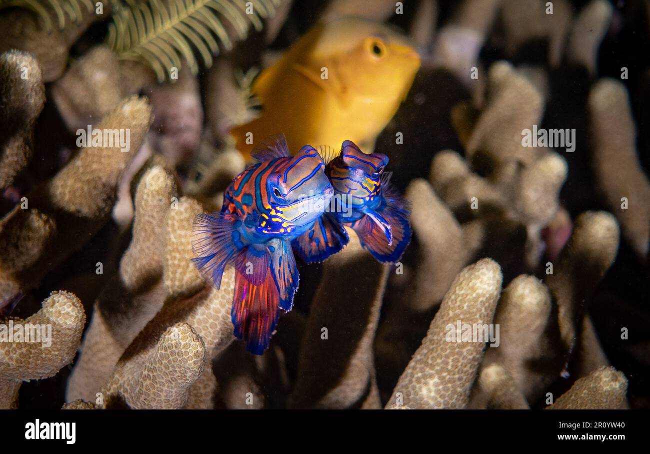 A couple of mandarin fishes ( Synchiropus splendidus ) mating in ...