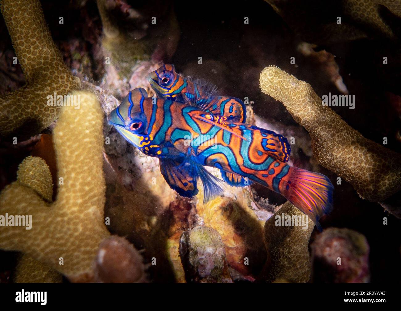 A couple of mandarin fishes ( Synchiropus splendidus ) mating in ...