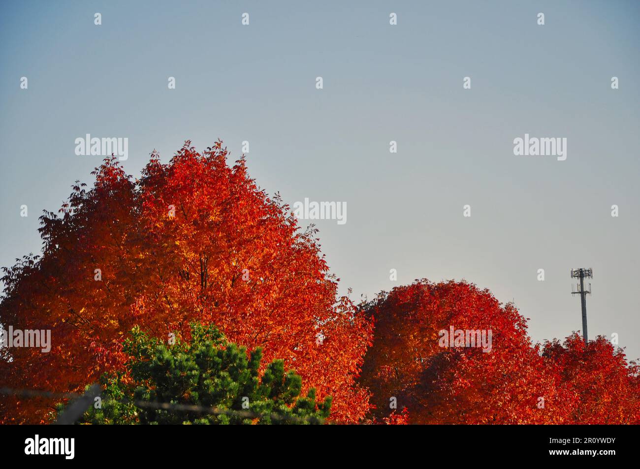 A scenic landscape featuring a row of vibrant red trees along a road ...