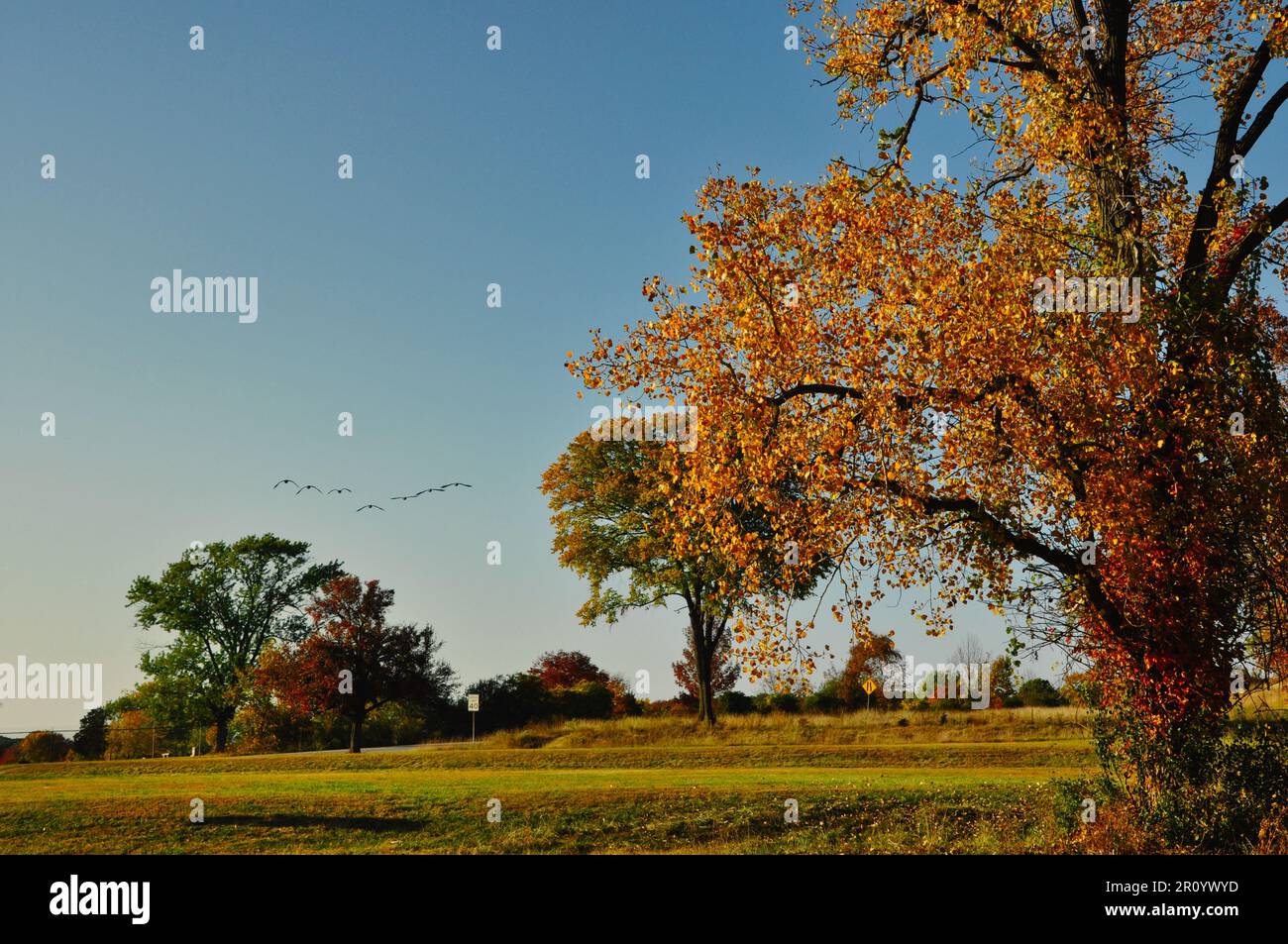 Beautiful view of trees during the fall time with geese flying Stock ...