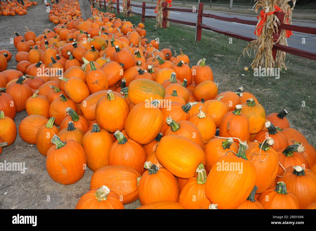 Knobby pumpkins hi-res stock photography and images - Alamy