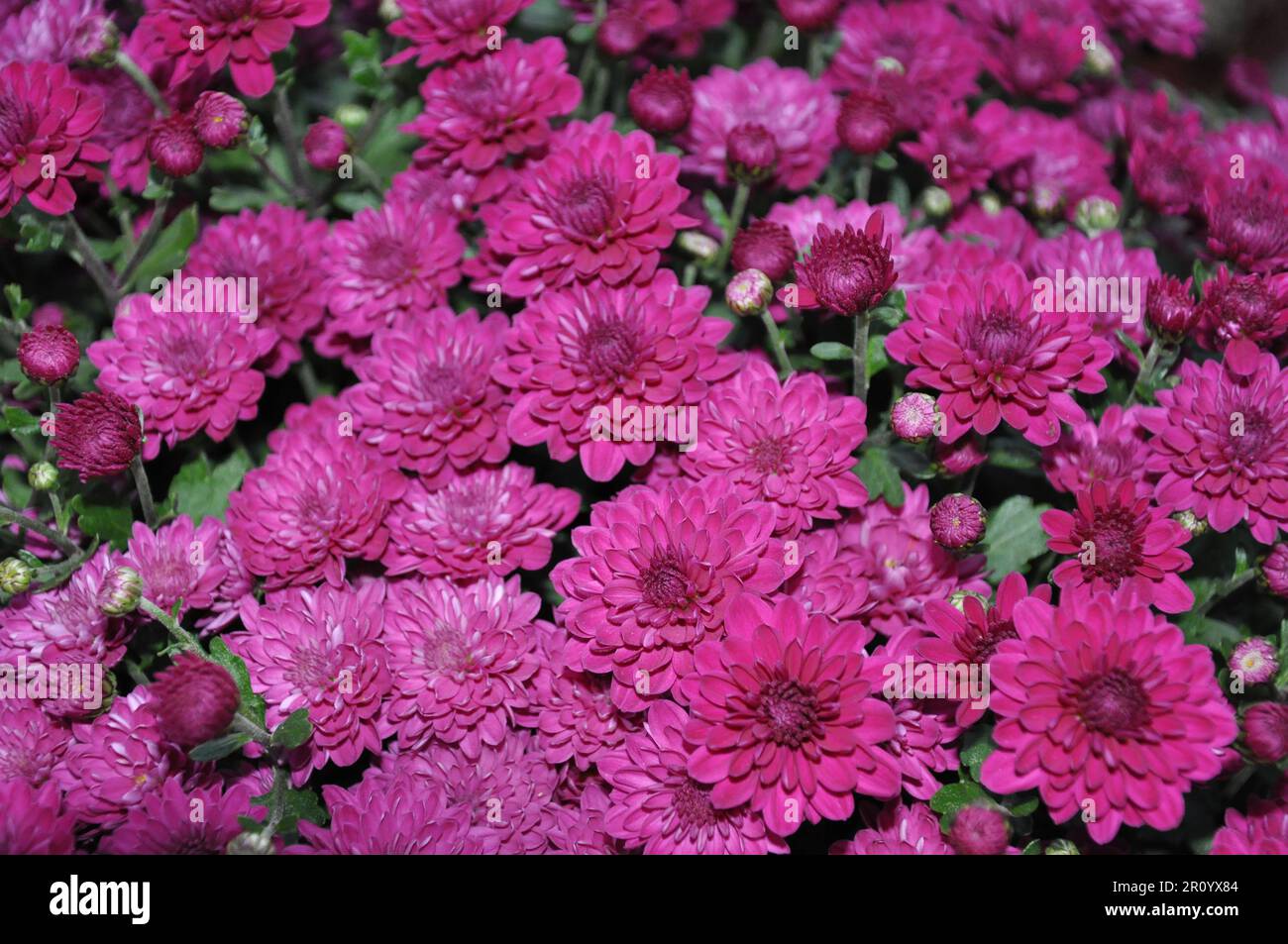 Colorful mums hi-res stock photography and images - Alamy
