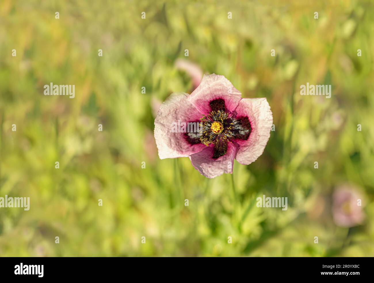 Detail of pink poppy in the meadow. We appreciate its petals, corolla ...