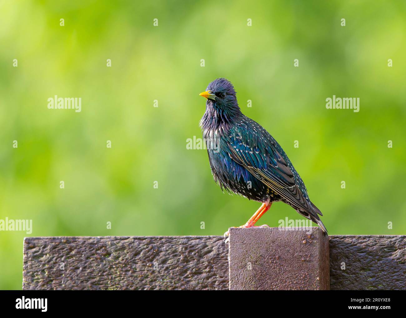 Lee starling hi-res stock photography and images - Alamy