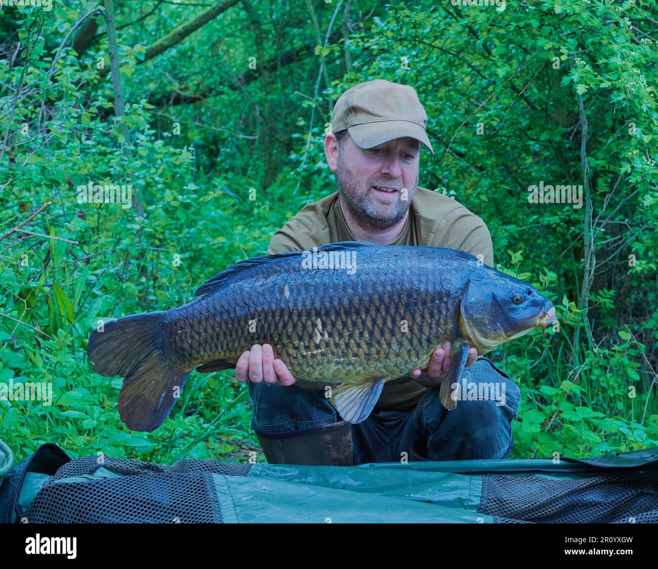 Carp fisherman holding up his catch a common carp with bushes in the ...
