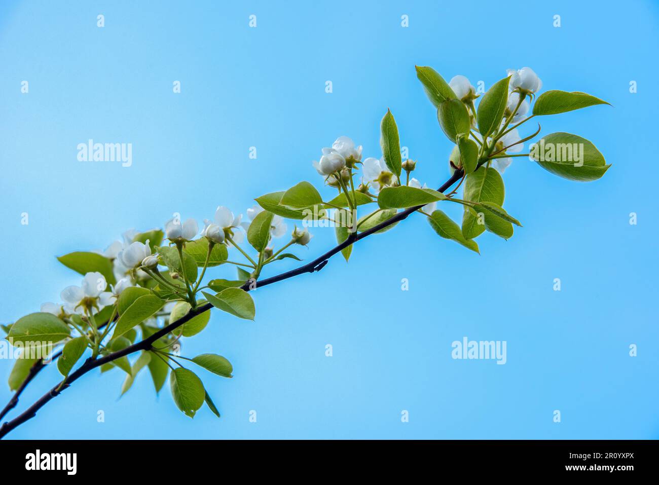 Pear flowers on a branch against the blue sky. Pear lat. Pyrus is a ...