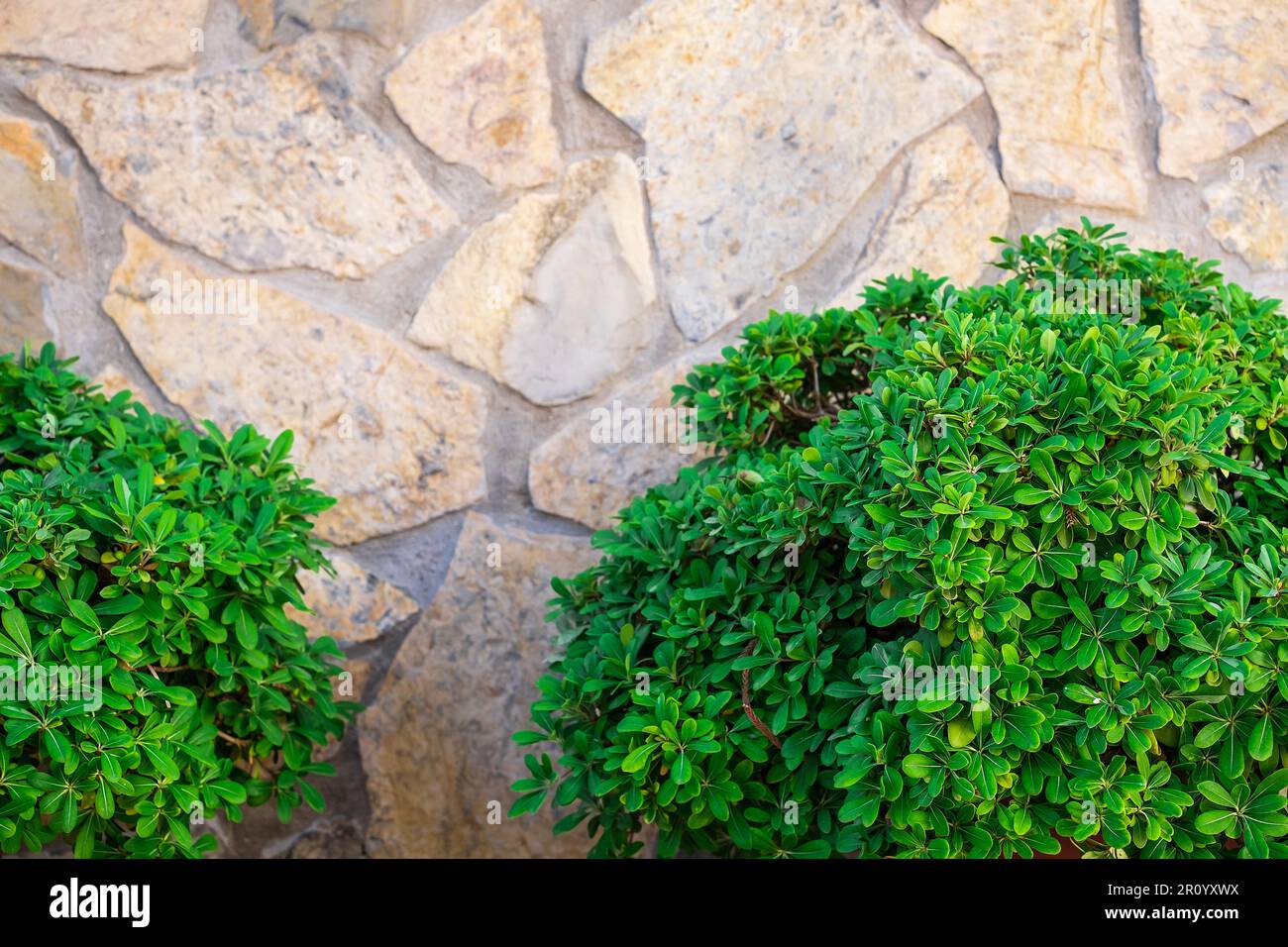 Bushes against a stone wall, an idea for decorating a space in a garden ...