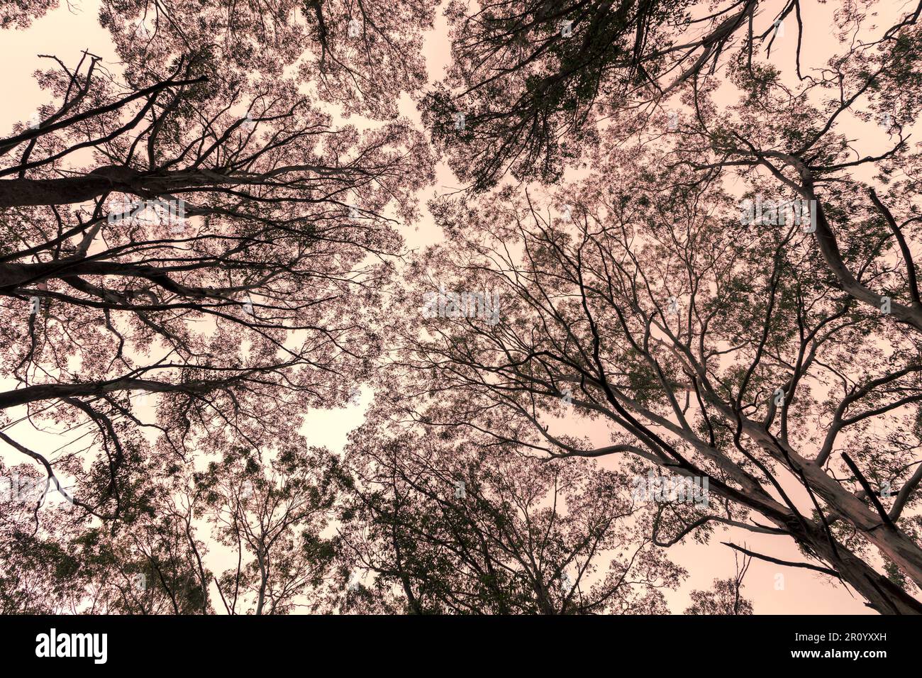 Photograph looking up through a tree canopy in a forest in the Blue ...