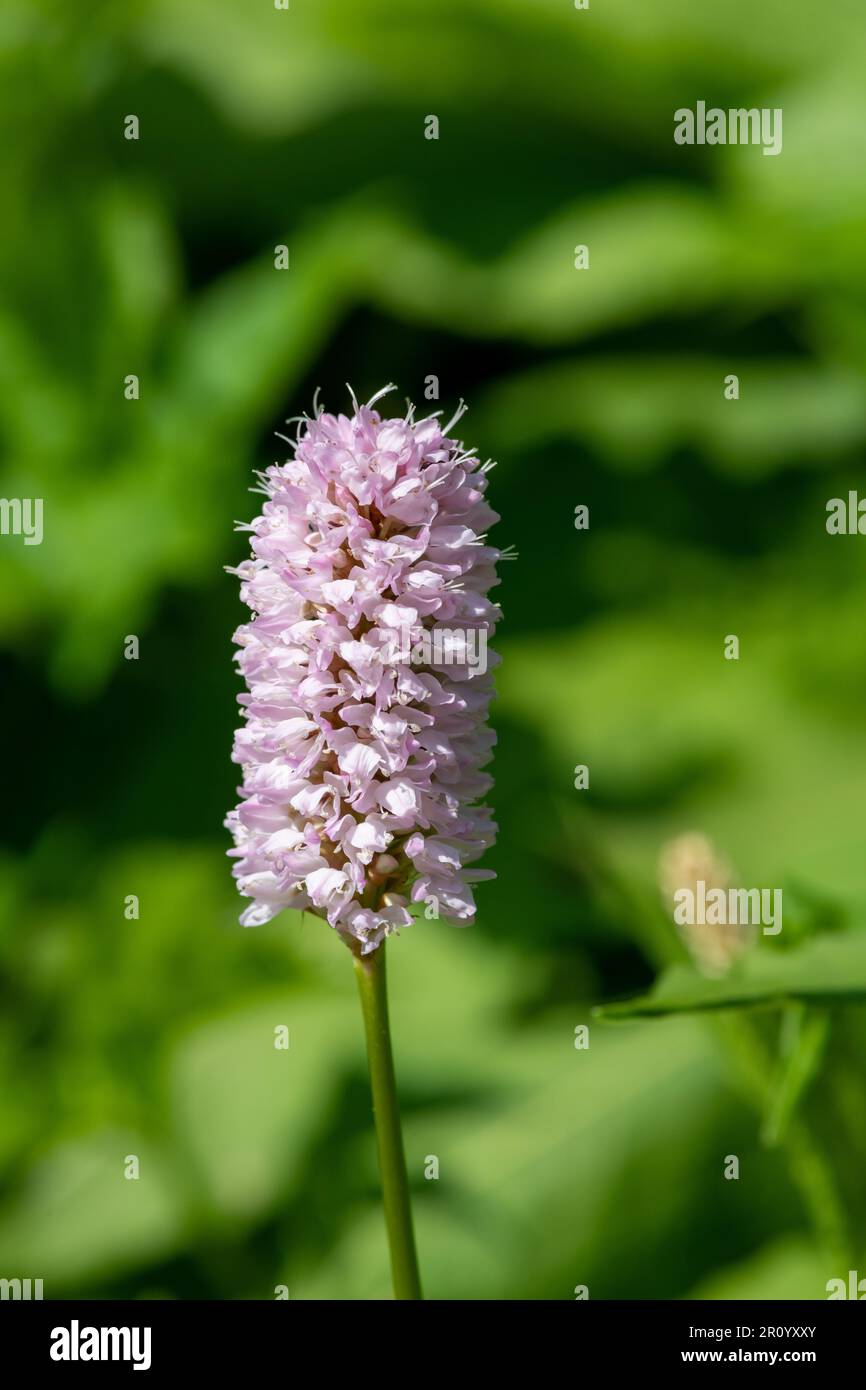 Macro shot of a common bistort (bistorta officinalis) flower in bloom ...