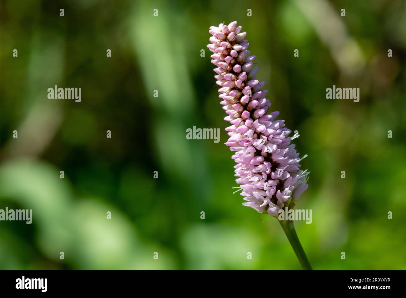 Macro shot of a common bistort (bistorta officinalis) flower in bloom ...