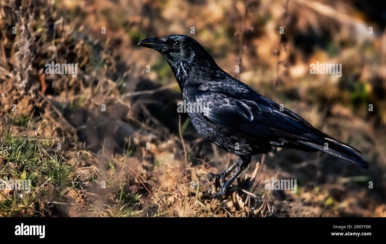 Bold and clever, the crow reigns supreme in the avian world Stock Photo ...