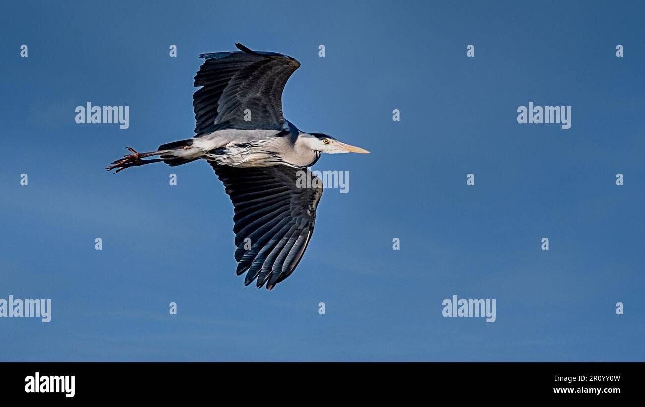 Graceful and Majestic: Witness the Heron in Flight Stock Photo - Alamy