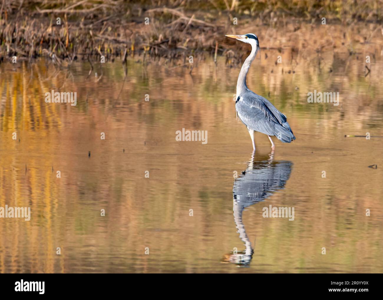 Captivating Reflection of the Grey Heron Stock Photo - Alamy