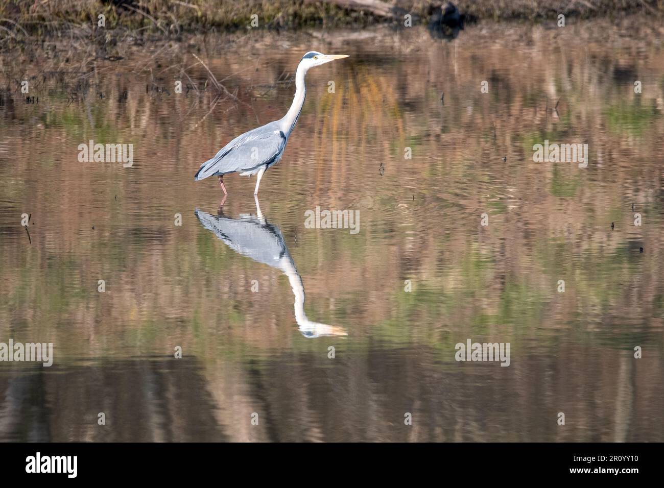Grey Heron and its Fascinating Reflection Stock Photo - Alamy
