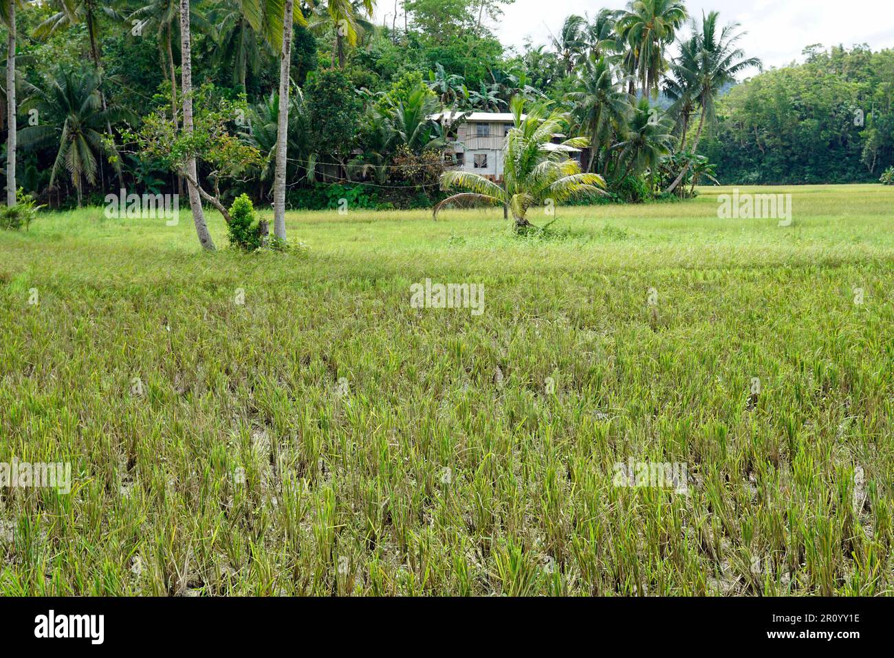 scenic rice fields on bohol island at the philippines Stock Photo - Alamy