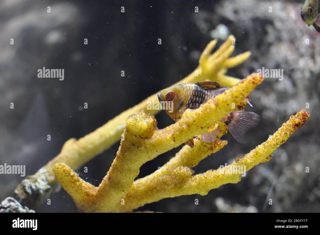Yellow black tropical fish swimming through a yellow coral reef, close ...