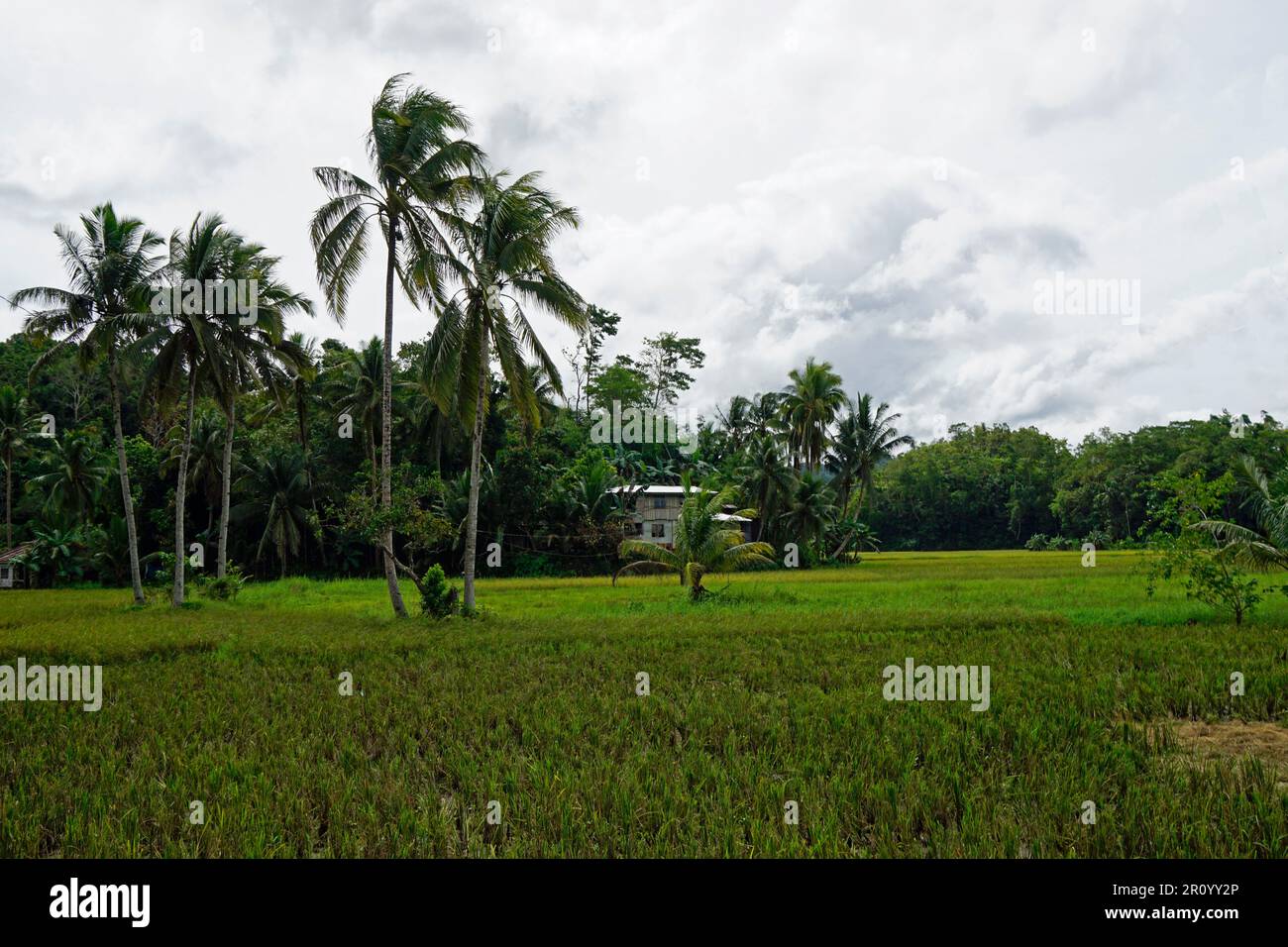 scenic rice fields on bohol island at the philippines Stock Photo - Alamy