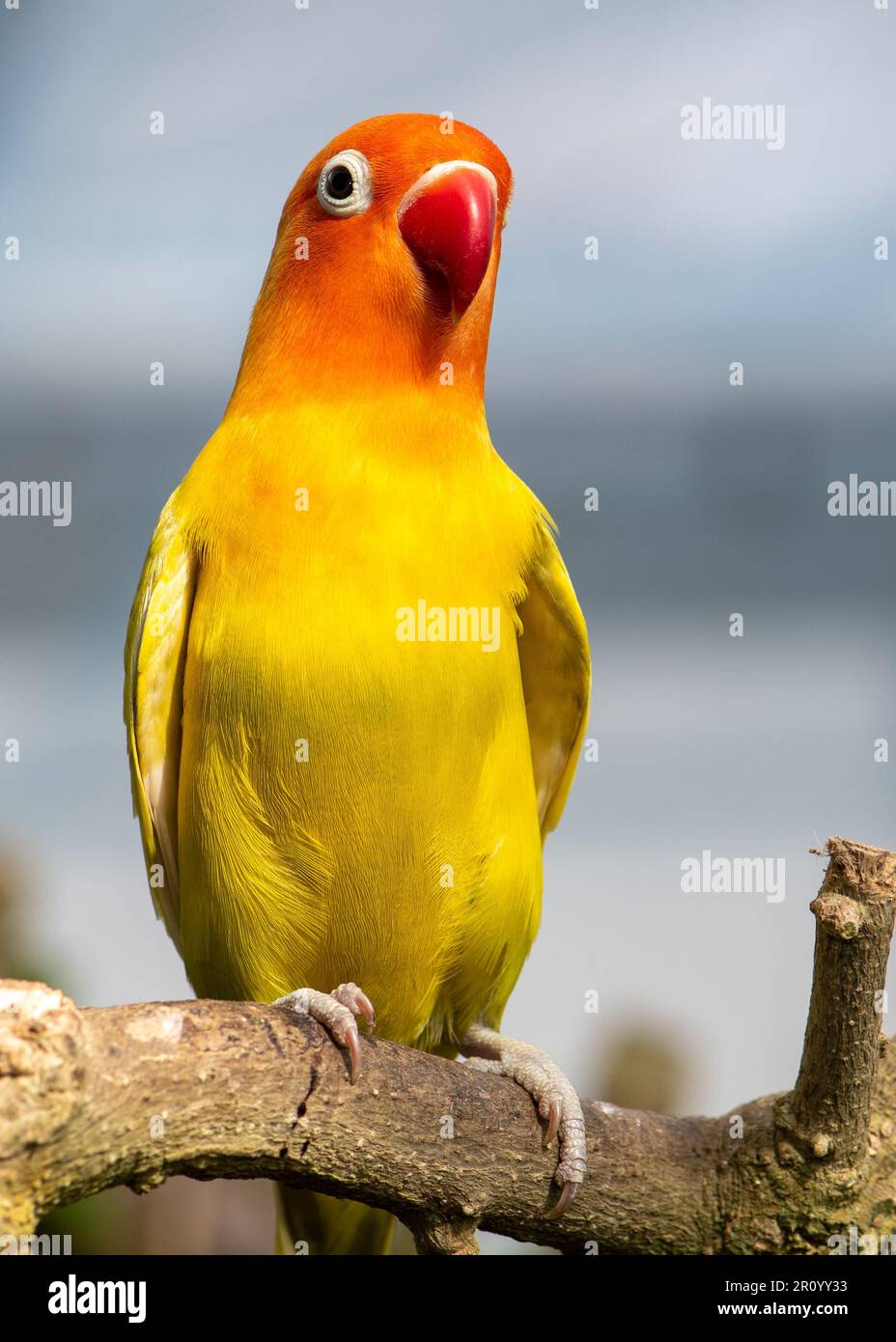 Yellow Fisher Love Birds