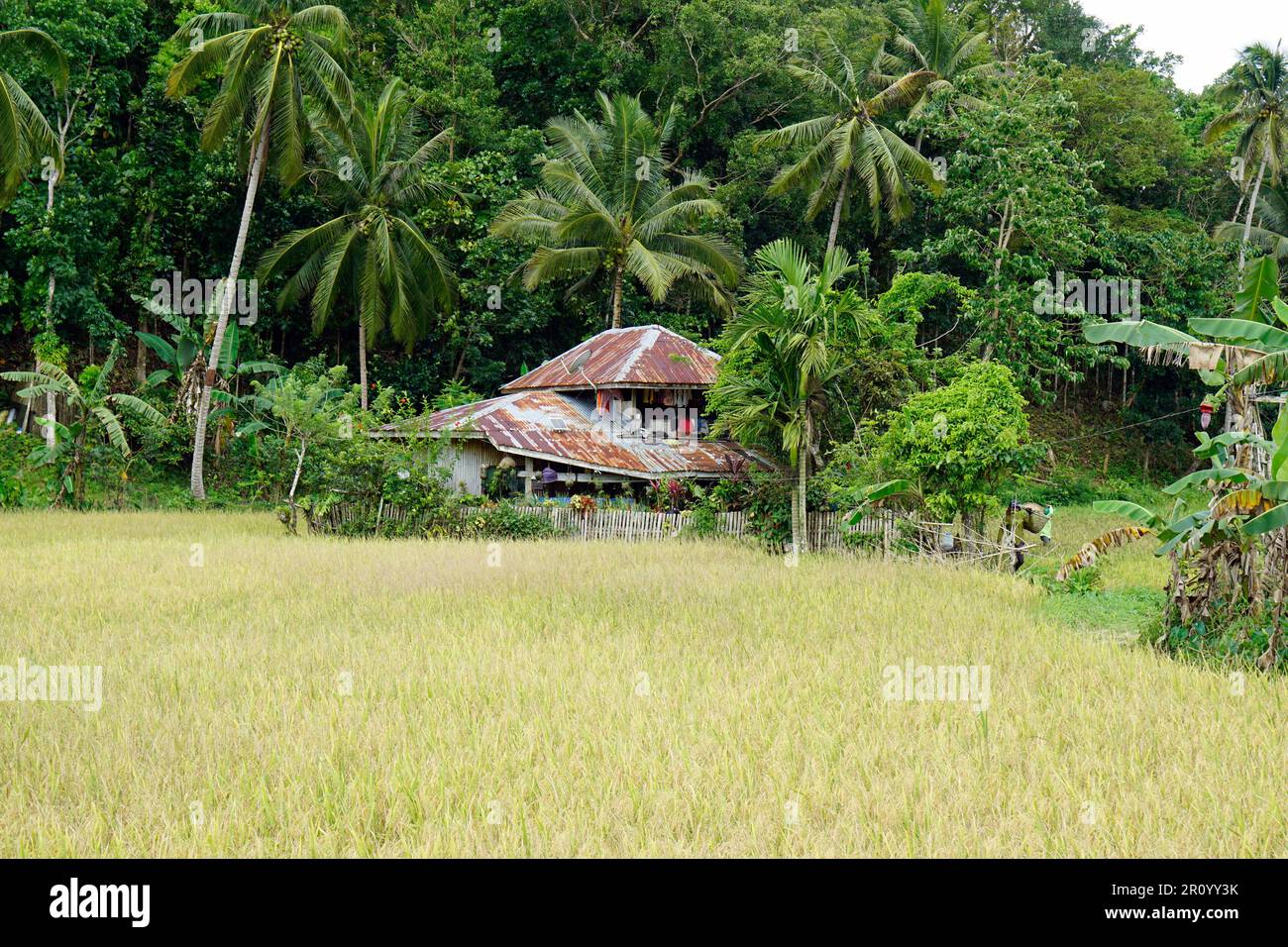 scenic rice fields on bohol island at the philippines Stock Photo - Alamy