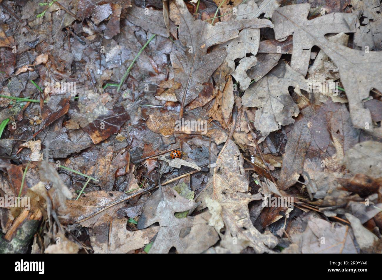 One ladybug on a pile of dead leaves Stock Photo - Alamy