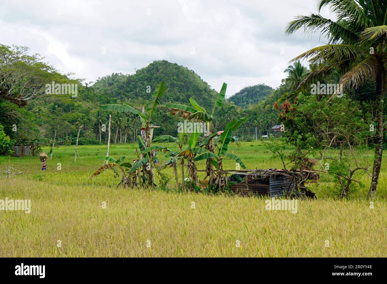 scenic rice fields on bohol island at the philippines Stock Photo - Alamy