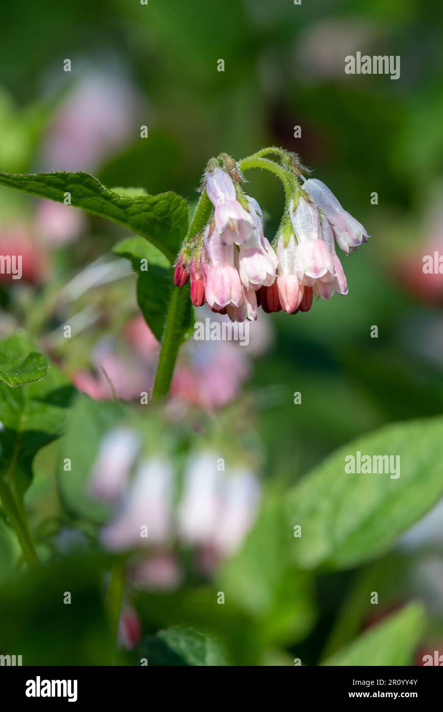 Close up of creeping comfrey (symphytum grandiflorum) flowers in bloom Stock Photo - Alamy
