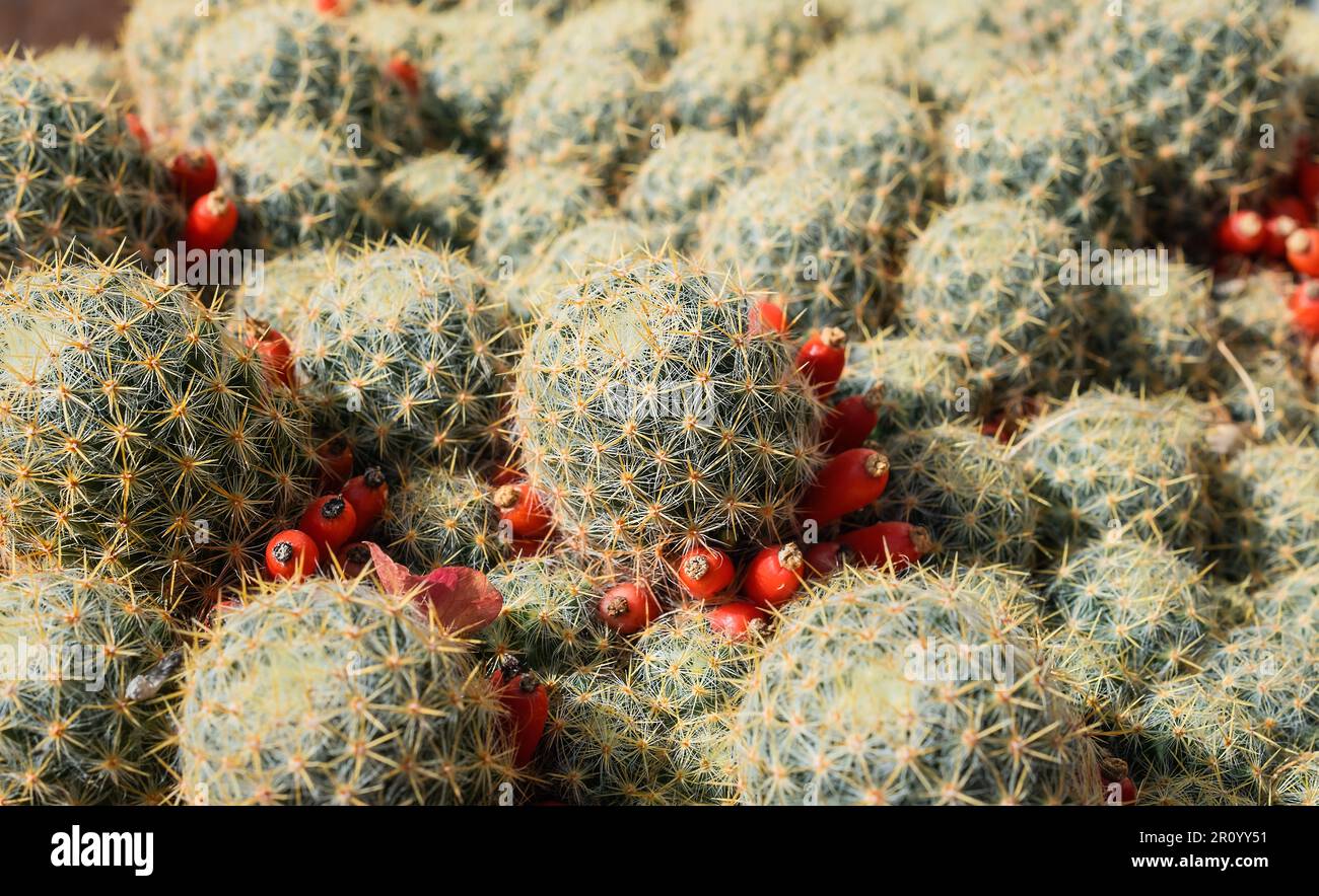 Cacti, selective focus on potted plants, succulents in home or office ...