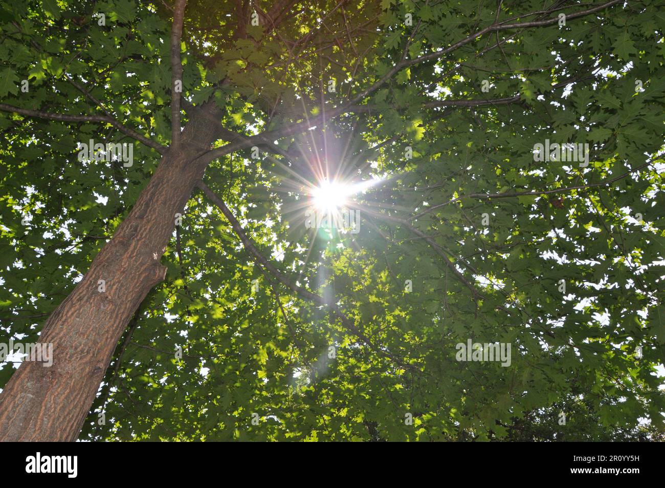 Looking through a tree canopy with the sun shining down Stock Photo - Alamy