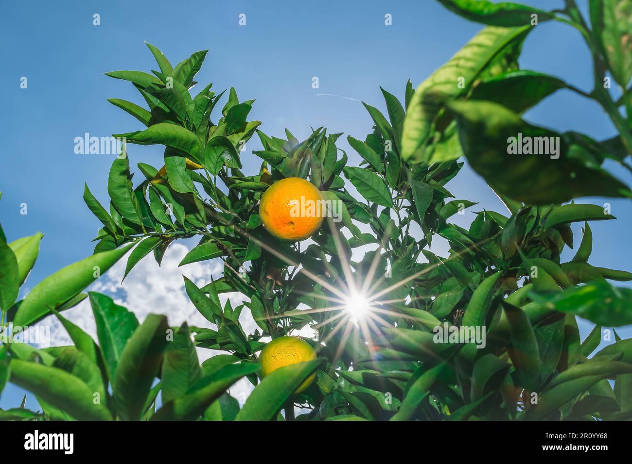 Ripe oranges, the sun shines into the frame through the foliage ...