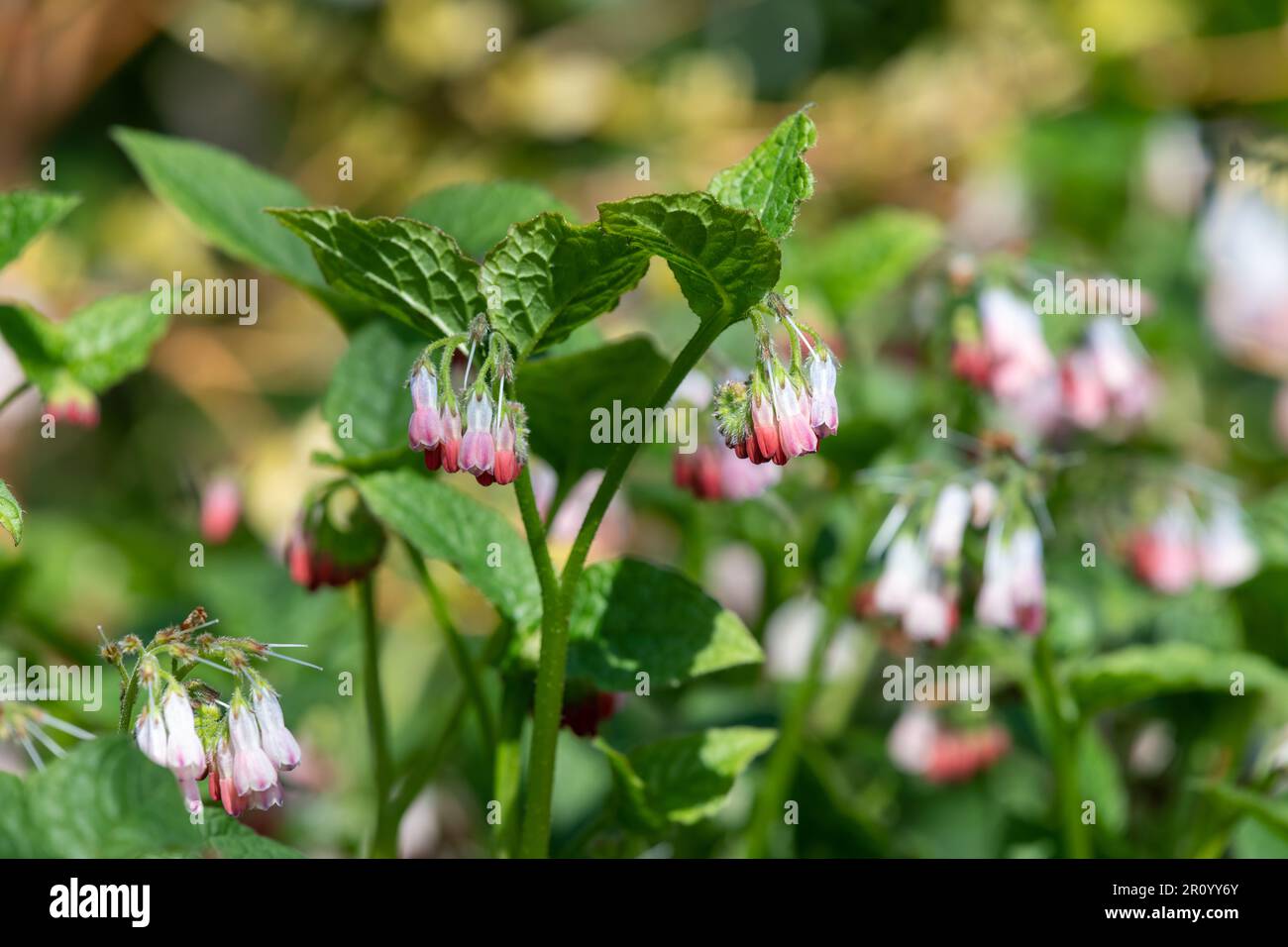 Close up of creeping comfrey (symphytum grandiflorum) flowers in bloom Stock Photo - Alamy