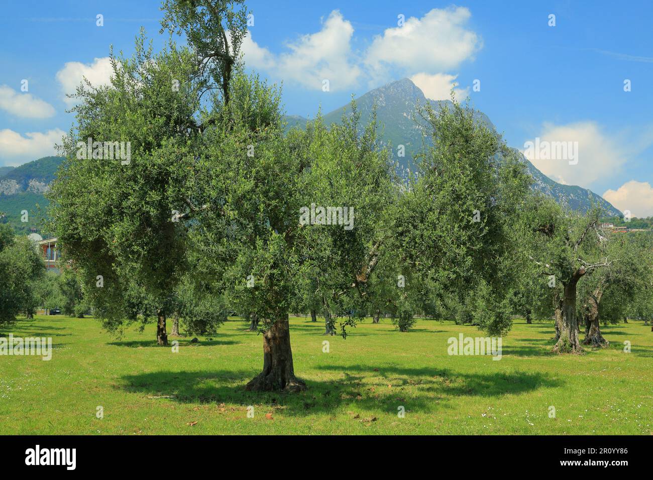 Olive grove on a spring sunny day against the backdrop of mountains ...