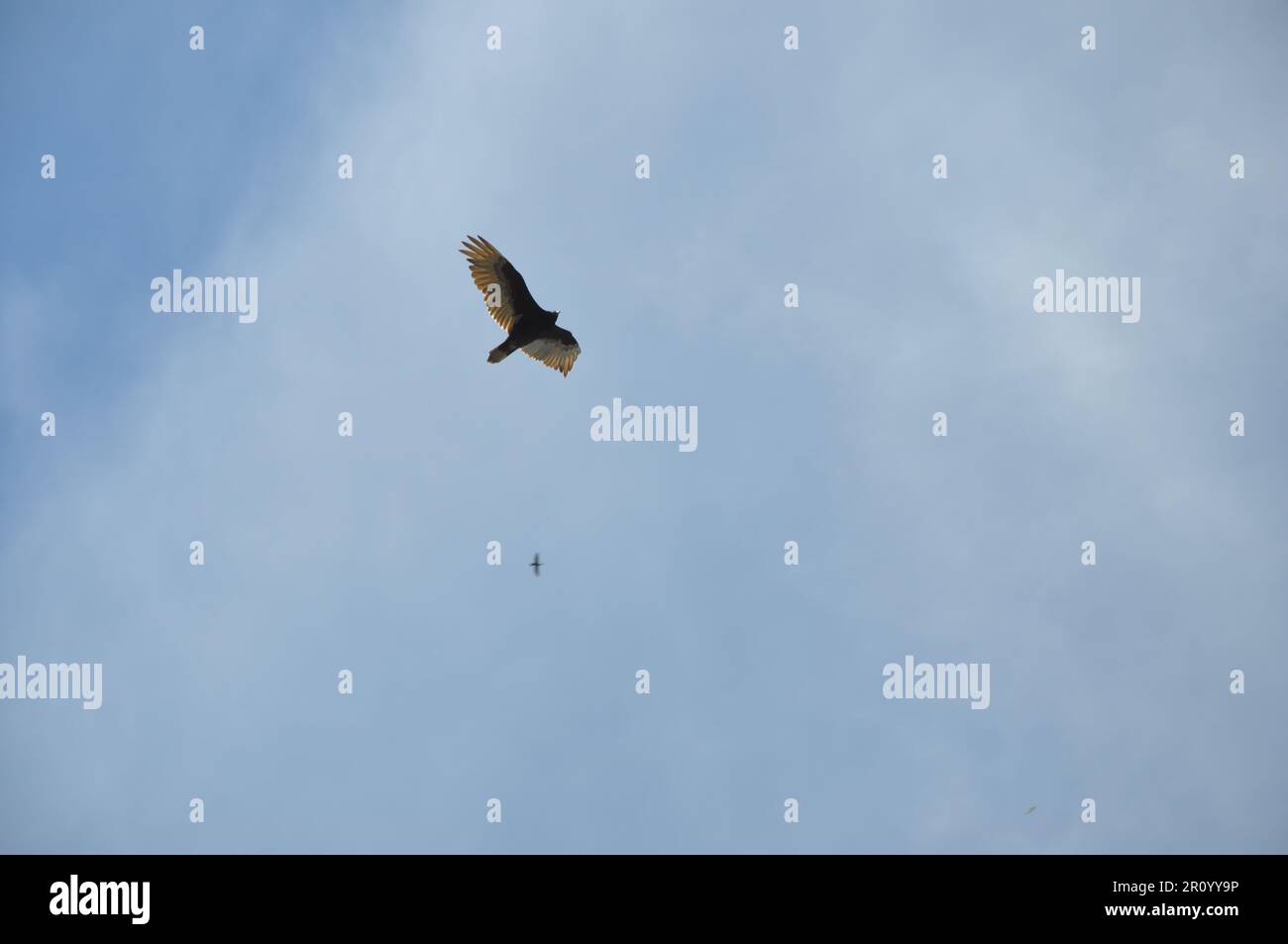 Agile flying bird hi-res stock photography and images - Alamy
