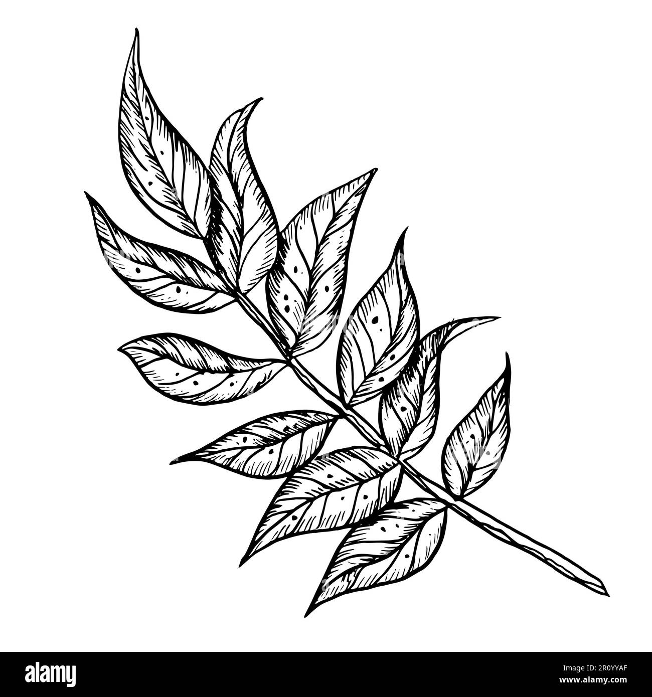 Branch with leaves. Hand drawn vector illustration on isolated ...