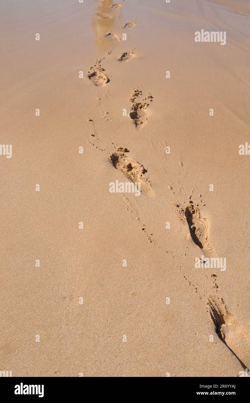 Footsteps in the sand on a beach Stock Photo - Alamy