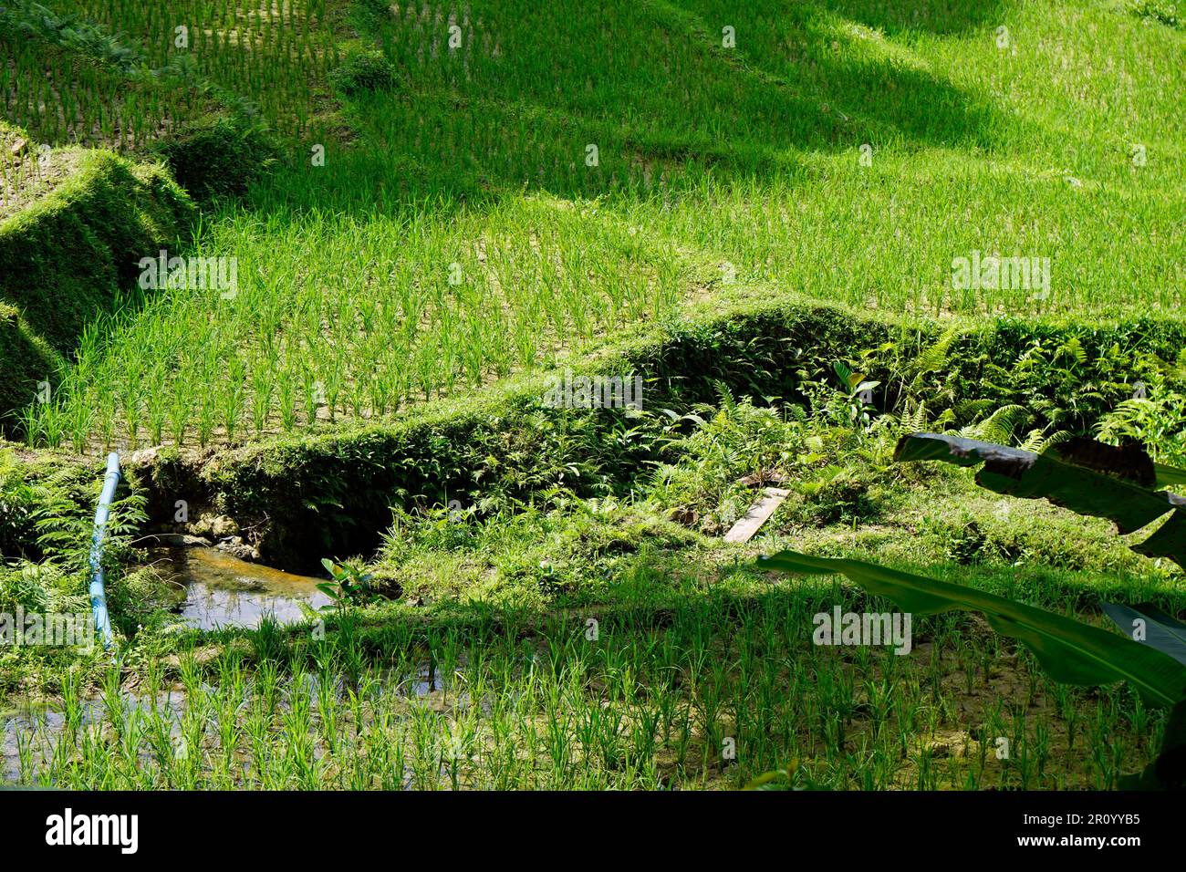 scenic rice fields on bohol island at the philippines Stock Photo - Alamy