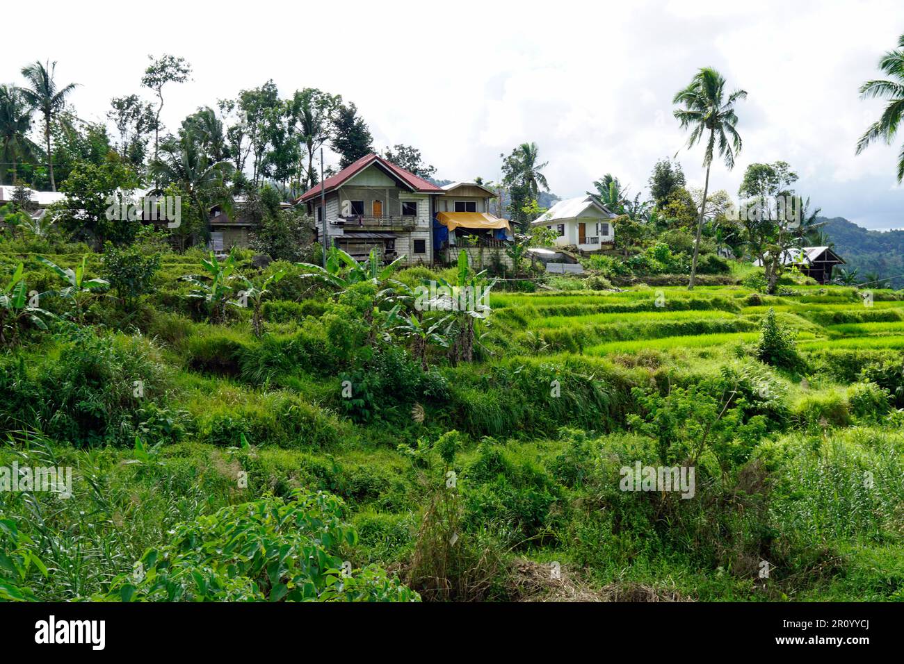 scenic rice fields on bohol island at the philippines Stock Photo - Alamy