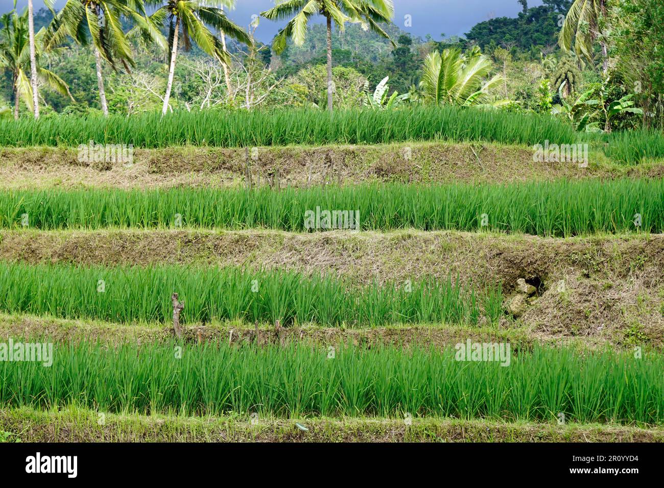 scenic rice fields on bohol island at the philippines Stock Photo - Alamy